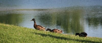 Nationalpark-Gemeinde Andau – Heideboden | Burgenland | Österreich