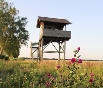 Nationalpark-Gemeinde Andau – Heideboden | Burgenland | Österreich
